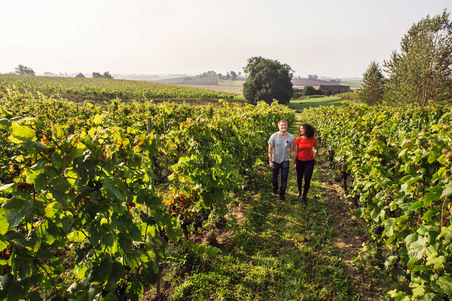 Kentucky's Wine Trails: A Journey Through the State's Vineyards – Purple Toad Winery & Distillery