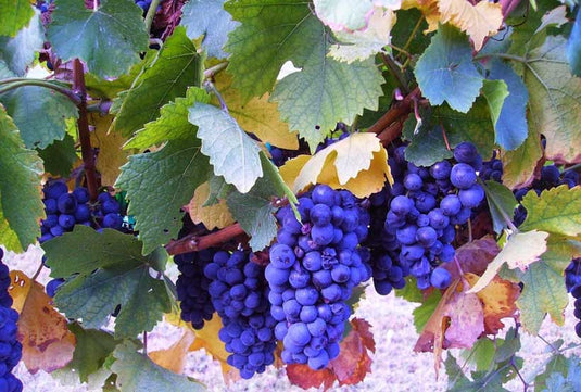 History - Purple Toad Winery - Paducah, Kentucky – Purple Toad Winery ...