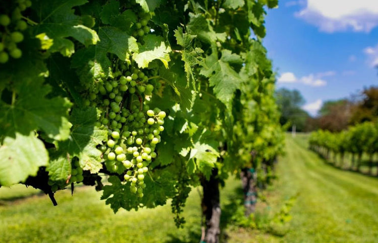 Purple Toad Winery & Distillery - Kentucky's Best Selling Winery